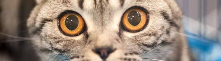 The Truth About Tail Docking, Ear Cropping, and Declawing
